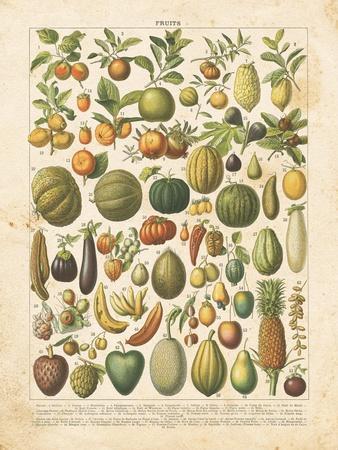 French Fruit Chart Art Print - Gwendolyn Babbitt | Art.com