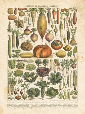 'French Vegetable Chart' Art Print - Gwendolyn Babbitt | Art.com