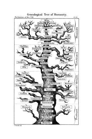 'Haeckel's Scheme of Evolution Displayed in the Form of a Tree, 1910 ...