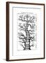 'Haeckel's Scheme of Evolution Displayed in the Form of a Tree, 1910 ...