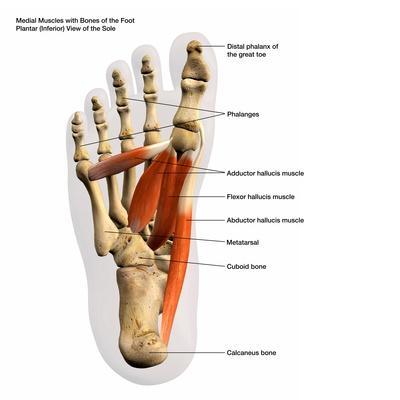 3D rendering of the medial muscles and bones of the human foot, with ...