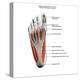 'Ligaments and muscles of the human foot, planar view of the sole with ...