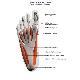 'Ligaments and muscles of the human foot, planar view of the sole with ...