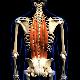 The erector spinae muscles of the human back with skeletal anatomy, on ...