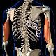 'Triceps brachii muscles isolated in posterior view with human skeletal ...