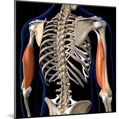 'Triceps brachii muscles isolated in posterior view with human skeletal ...