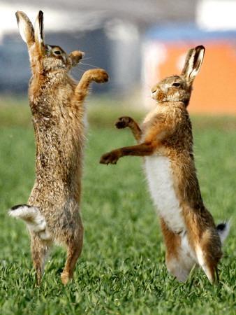 'Hares Fight on a Field Near Frankfurt' Photographic Print | Art.com
