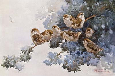 'Fledglings' Giclee Print - Harry Rowntree | Art.com