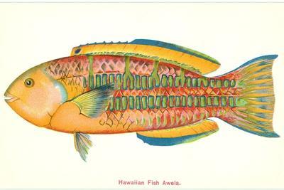 'Hawaiian Fish, Awela' Art Print | Art.com