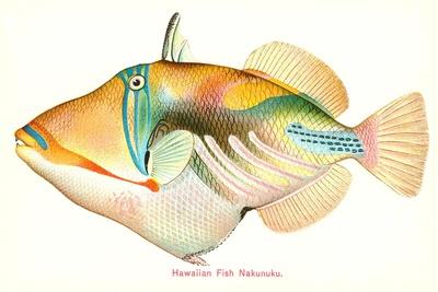 'Hawaiian Fish, Nakunuku' Art Print | Art.com
