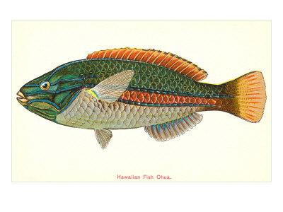 'Hawaiian Fish, Ohua' Art Print | Art.com