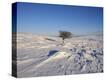 'Hawthorn in snow, Haytor, Bovey Tracey, Devon, England, United Kingdom ...