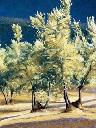 Olive Trees in Italy Giclee Print - Helen J. Vaughn | Art.com
