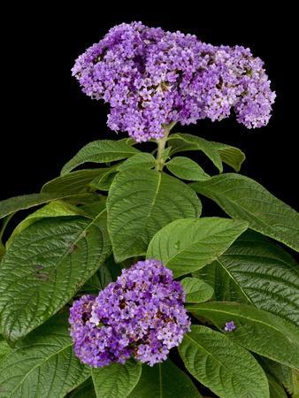 'Heliotropium Arborescens/Heliotropium Peruvianum/Herb of St. Fiacre ...