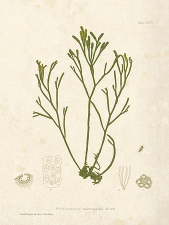 Pycnophycus tuberculatus Giclee Print - Henry Bradbury | Art.com