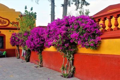 'Bugambilias' Photographic Print - hernandezpliego | Art.com