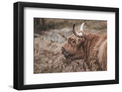 'Highland Cow on Watch Faded' Photographic Print - Nathan Larson | Art.com