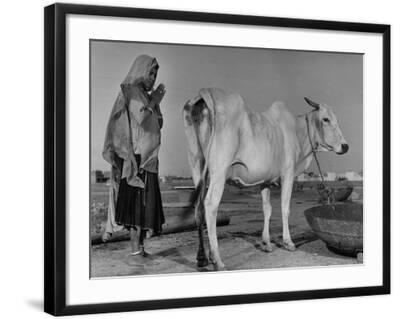 Hindu Women Praying at a Cow, Which Is Sacred in Her Religion Framed ...