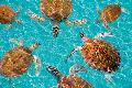 'Riviera Maya Turtles Photomount on Caribbean Turquoise Waters of Mayan ...