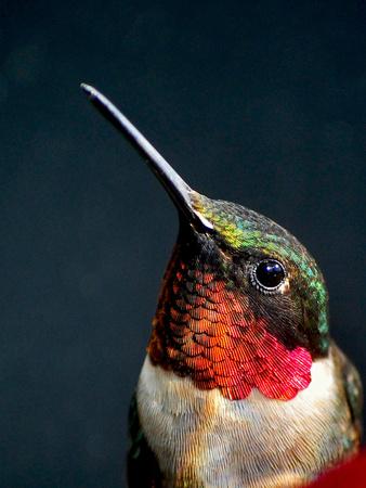 'The Jeweled Beauty of a Hummingbird' Photographic Print - Holly Miller ...