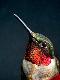 'The Jeweled Beauty of a Hummingbird' Photographic Print - Holly Miller ...