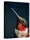 'The Jeweled Beauty of a Hummingbird' Photographic Print - Holly Miller ...