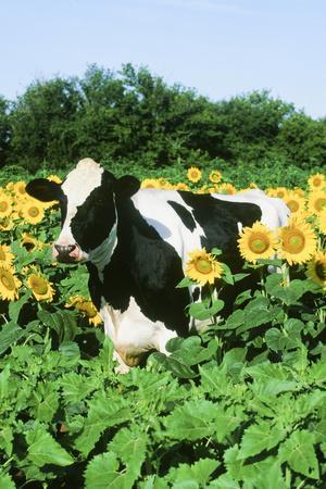 'Holstein Cow' Photographic Print | Art.com