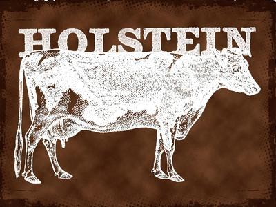'Holstein Cow' Giclee Print | Art.com
