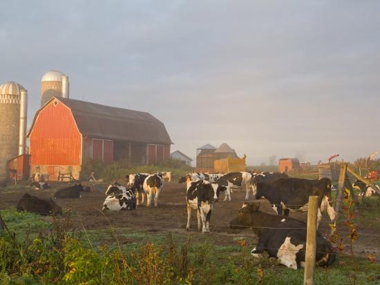 Holstein dairy cows outside a barn, Boyd, Wisconsin, USA Photographic ...