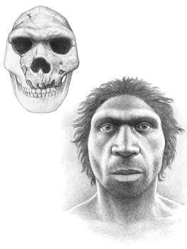 'Homo Heidelbergensis Skull And Face' Photographic Print - Mauricio ...