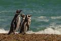 'Argentina, Patagonia. Magellanic penguins walk the beach at Peninsula ...