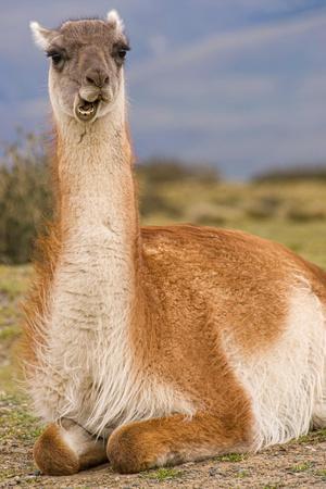 'Patagonia, portrait of guanaco, Torres Del Paine' Photographic Print ...