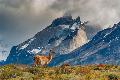 'South America, Chile. Guanaco grazing under Cuernos, Torres Del Paine ...
