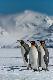 'South Georgia Island. Group of king penguins walk on snowy shore of ...
