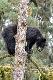 'USA, Alaska. Black bear climbs tree at Anan Bear Observatory, Tongass ...