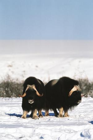 Musk Ox Bull Wildlife, Arctic National Wildlife Refuge, Alaska, USA ...
