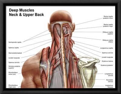Back Neck Anatomy