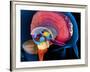 'Human Brain, Artwork' Photographic Print - Roger Harris | Art.com