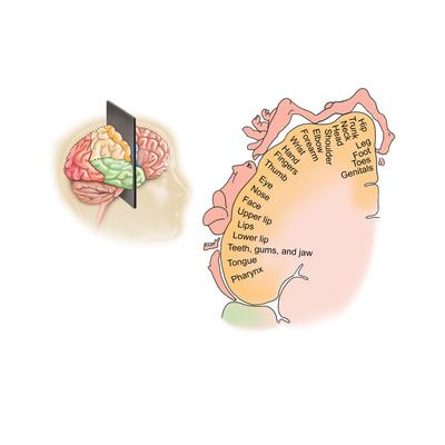 'Human Brain Showing the Layout of the Sensory Cortex' Art Print | Art.com