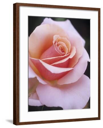 'Hybrid Tea Rose, Sweet Lady' Photographic Print | Art.com