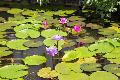 'Nil Manel (blue water lily) (Nymphaea stellata) (Nymphaea nouchali ...
