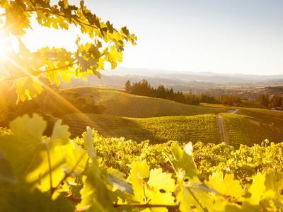 Healdsberg, Sonoma County, California: Sunset on Northern California ...