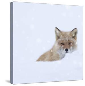 Foxes canvas Art for Sale: Prints, Paintings, Posters & Framed Wall ...