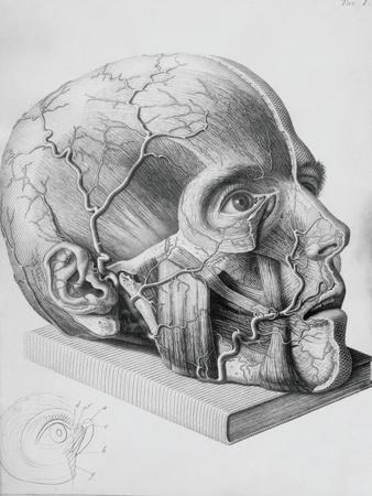 'Illustration of Dissected Head' Giclee Print | Art.com