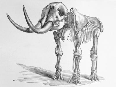 Illustration of Mastodon Skeleton Giclee Print | Art.com