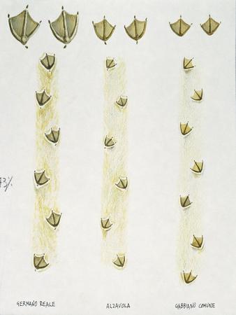Illustration Representing Bird Tracks of Mallard Duck Anas ...