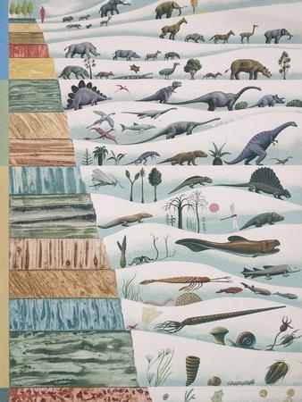 'Illustration Representing Evolution of Organisms with Correlation to ...