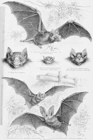 'Ilustration of Six Types of Bats' Giclee Print | Art.com
