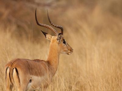 'Impala in Tall Bushman Grass, Mahango Game Reserve, Namibia ...