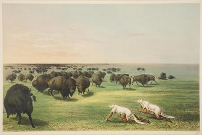 'Indians Hunting the Buffalo under a Wolf-Skin Mask, from ...